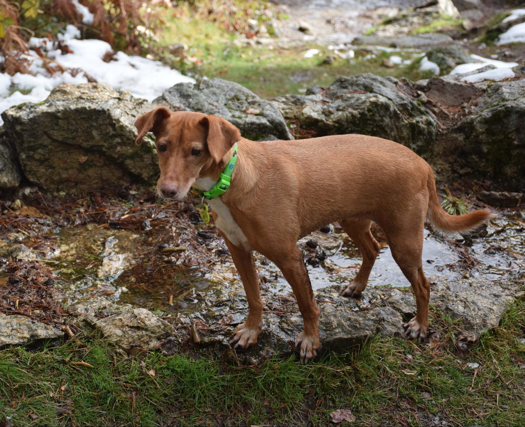 Senderismo con perros en la Sierra de Guadarrama | Be Wild & Travel